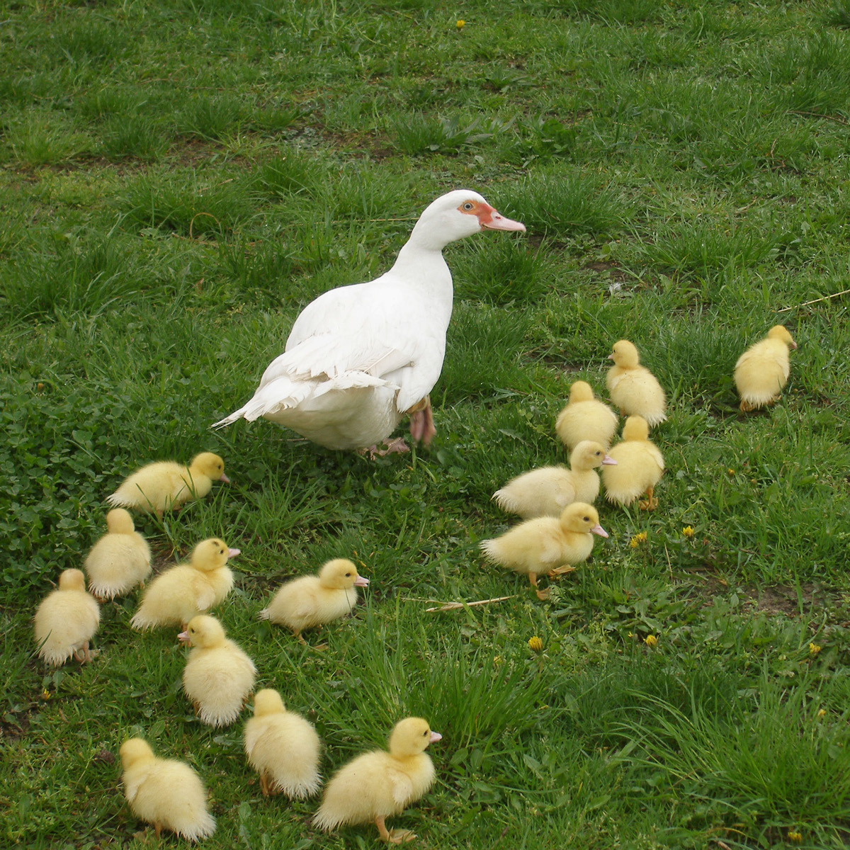 Geflügelhof Schnitzmeier Delbrück - Unsere Tiere